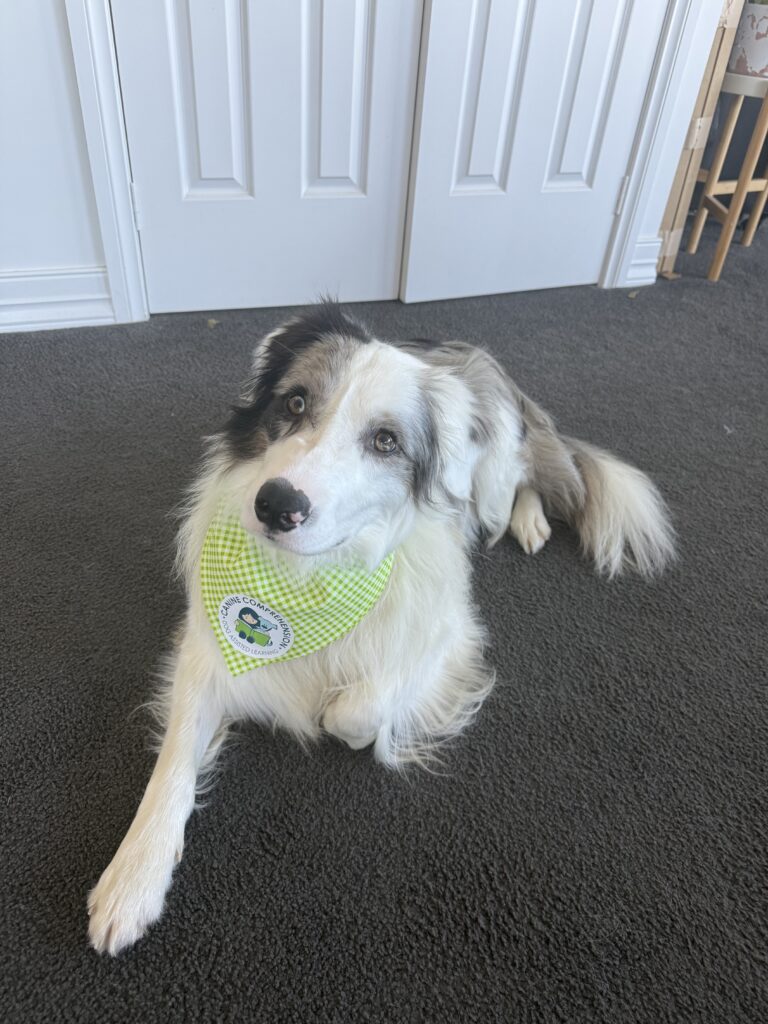 Meet The Team - Alison, Head of People and Culture - Canine Comprehension